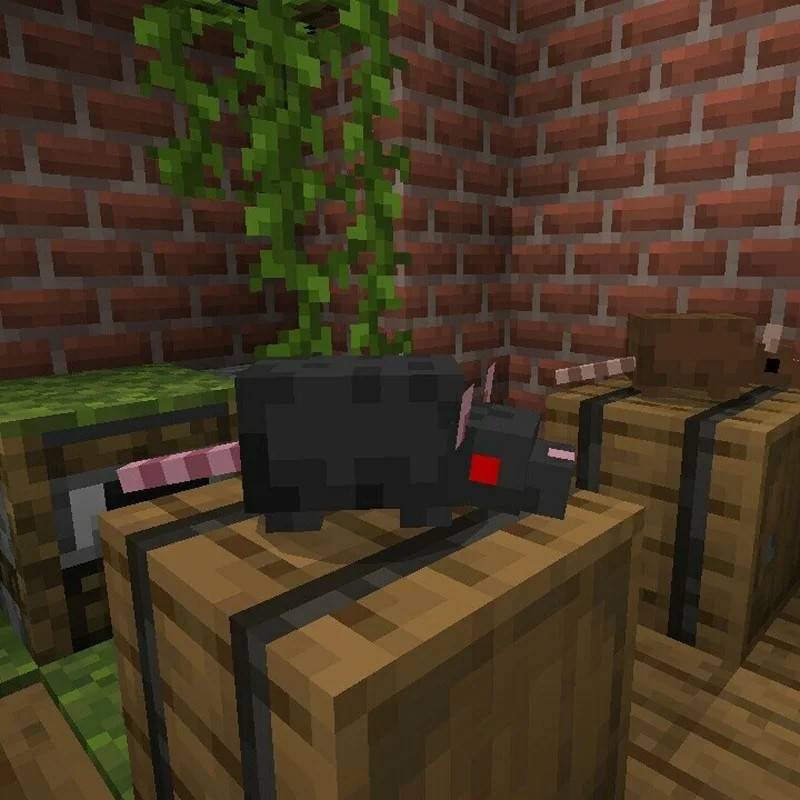 Silver Rats - Minecraft Bedrock Texture Packs - CurseForge