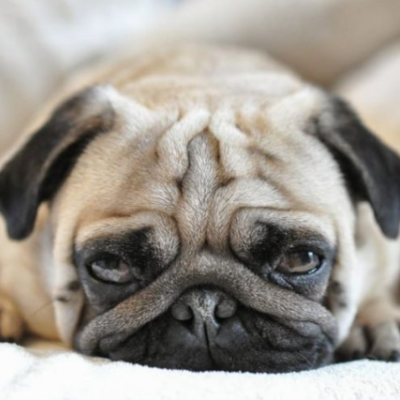 PUGS - Minecraft Mods - CurseForge