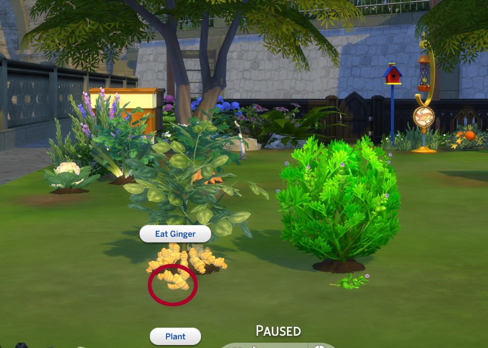 Harvestable Ginger - The Sims 4 Mods - CurseForge