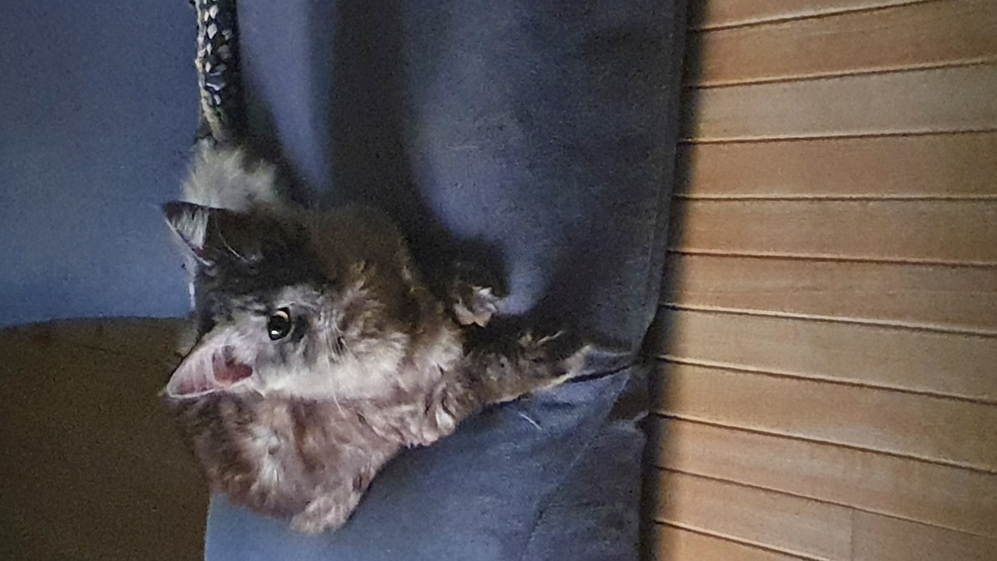 Alex's Mobs Interaction - Gallery - Minecraft Mods - CurseForge