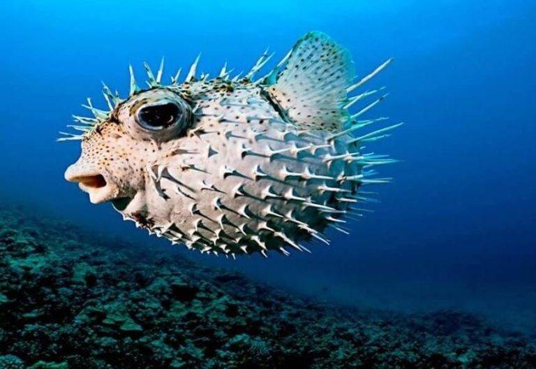 Carp fish - Gallery - Minecraft Modpacks - CurseForge