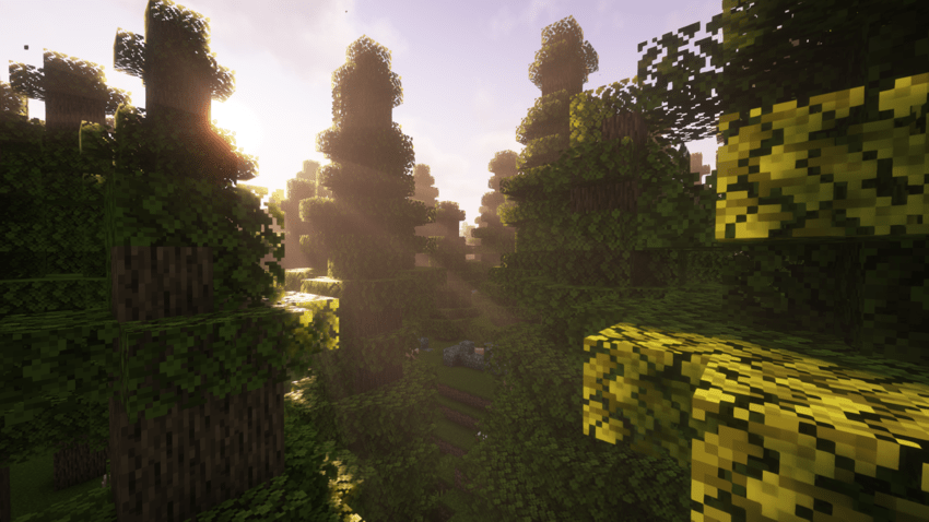 Coniferous Forest Biome