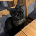 The Nightmare Stalker (dweller) - Minecraft Mods - CurseForge