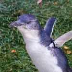 Chaos_Penguin's Profile - Member List - CurseForge