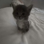 [SBW] MCSP - ADDON - Minecraft Mods - CurseForge