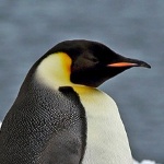 Creatures of SonariaCraft - Minecraft Mods - CurseForge