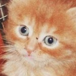 Reign - Minecraft Mods - CurseForge