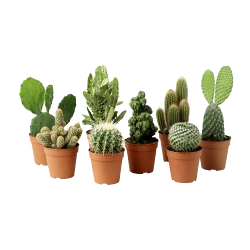 Mo'plants - Minecraft Mods - CurseForge