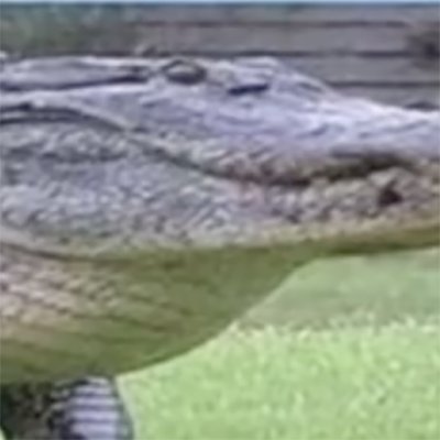 HUGE ALLIGATOR - Minecraft Modpacks - CurseForge