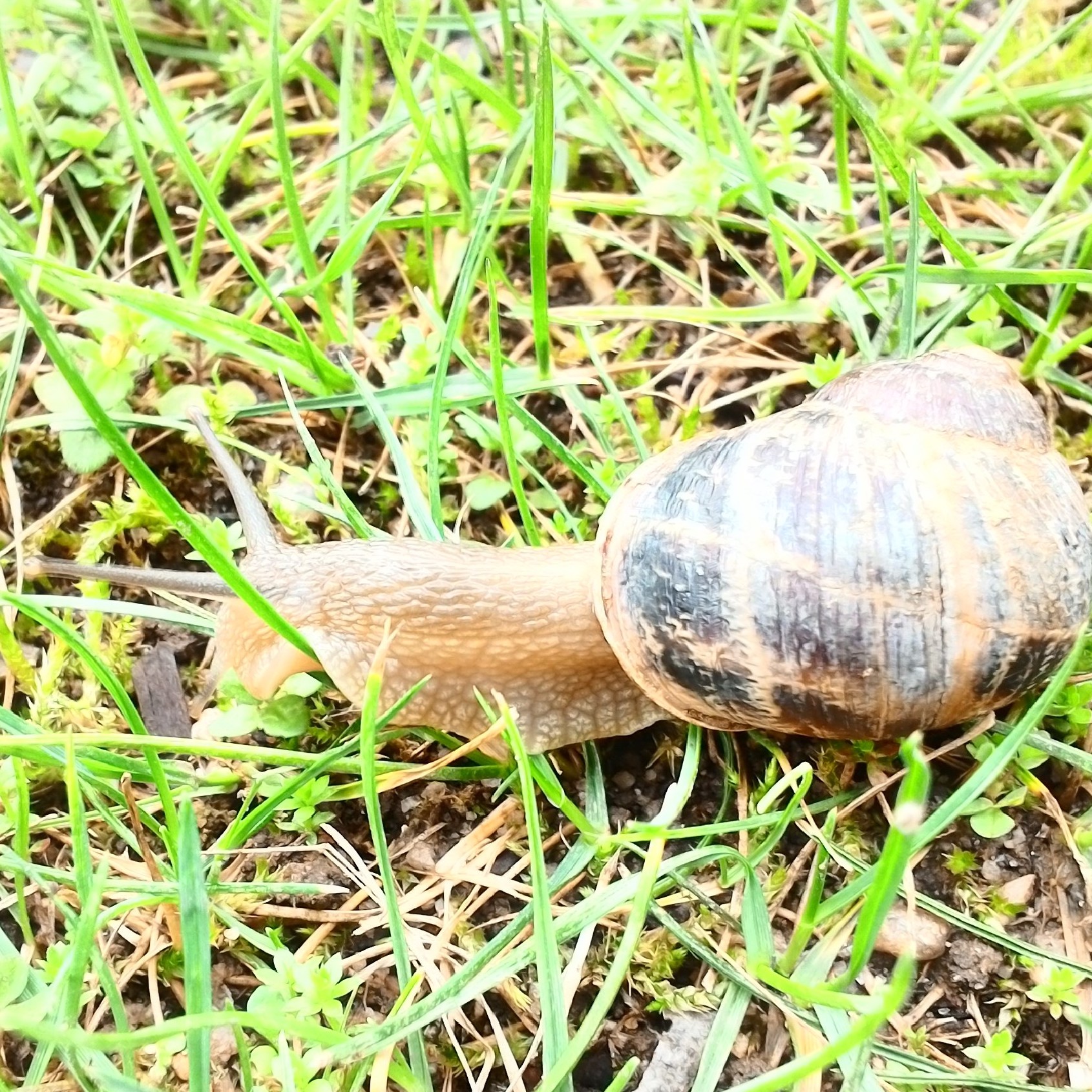 NeaLw64's Snail Mod - Minecraft Mods - CurseForge