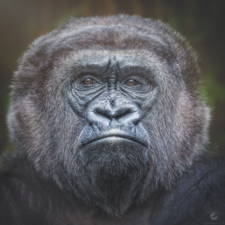 Kankey Dang - Screenshots - Minecraft Modpacks - CurseForge