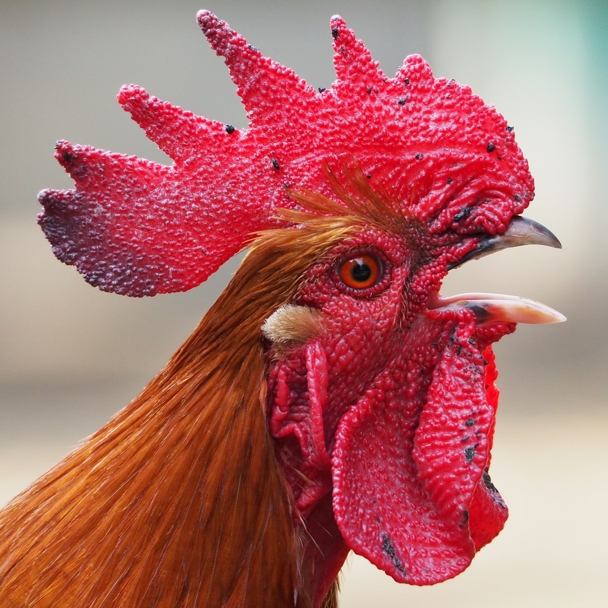 Rooster Tools - World of Warcraft Addons - CurseForge