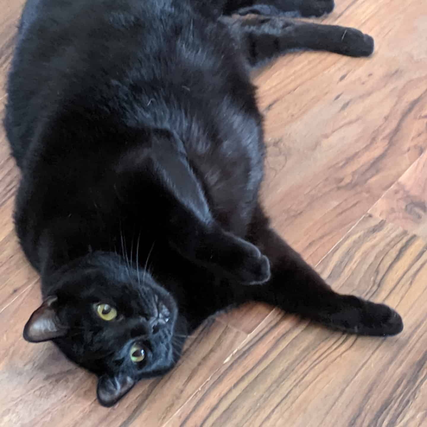 Fat Cat Modz - Minecraft Modpacks - CurseForge