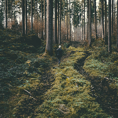 Mythic Forest Mod [DISCONTINUED] Screenshots - Mods - Minecraft