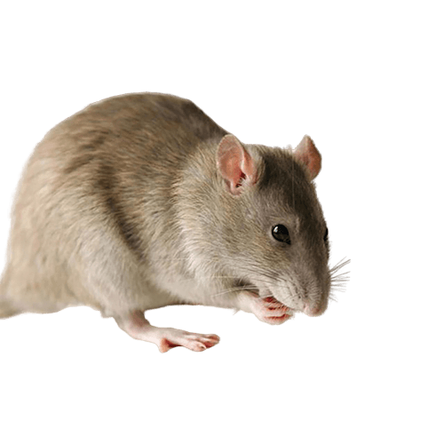 Rat Weapons Mod - Minecraft Mods - CurseForge