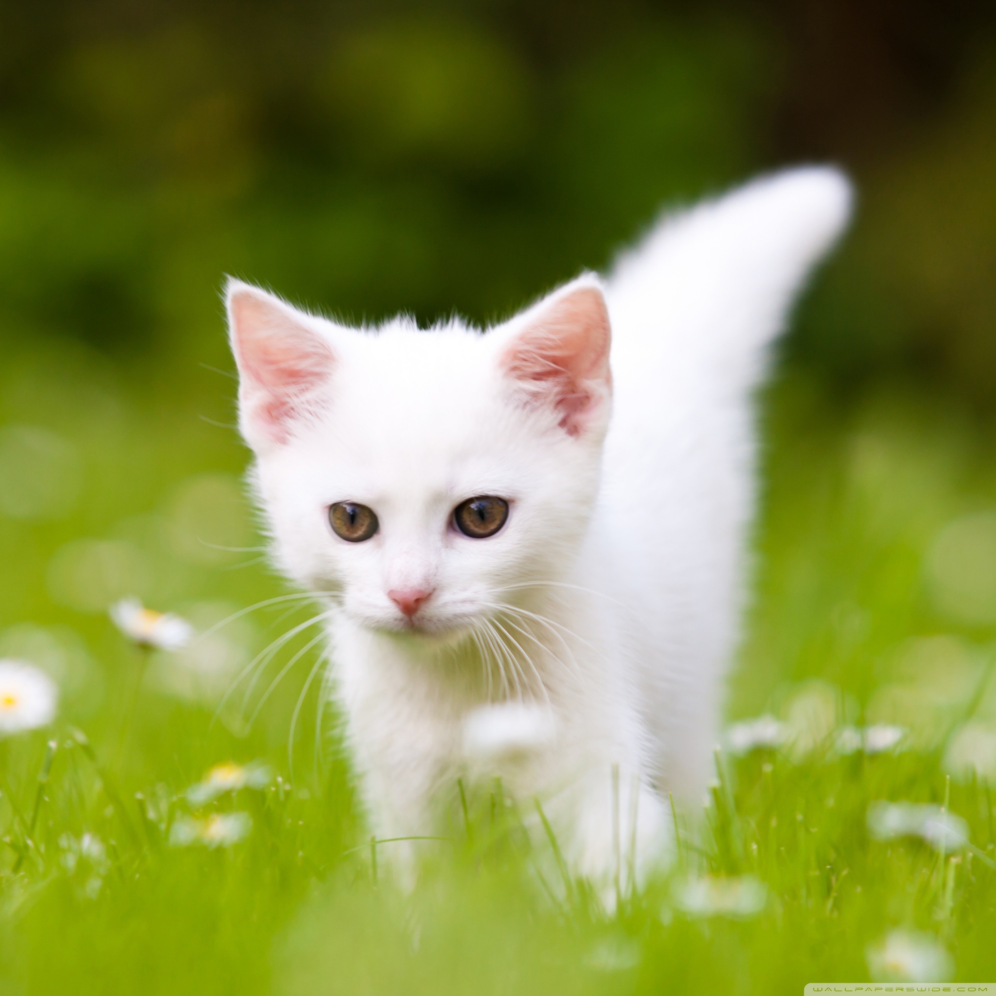 Virus Blocks Mod - Minecraft Mods - CurseForge