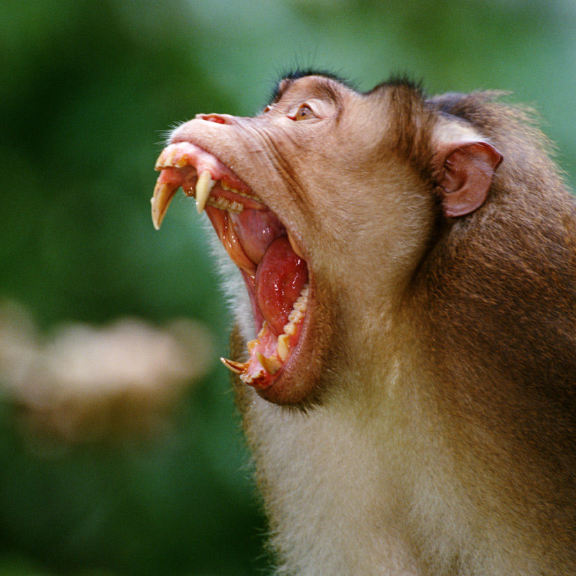 Scream Soda! - Minecraft Mods - CurseForge