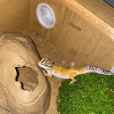 gecko craft - Files - Minecraft Modpacks - CurseForge