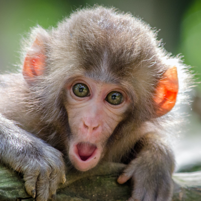 Naughty Monkeys - Minecraft Mods - CurseForge