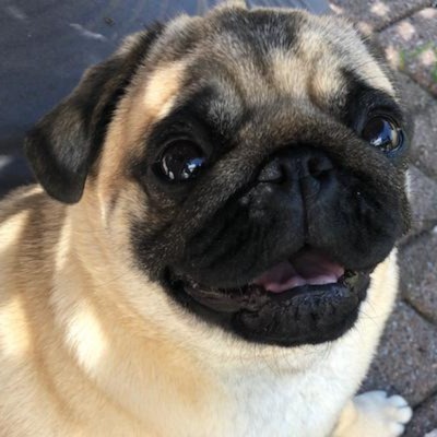 Pug Craft - Minecraft Modpacks - CurseForge