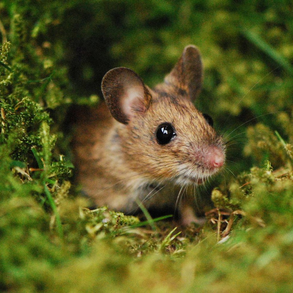 Aus die Maus - Files - Minecraft Modpacks - CurseForge