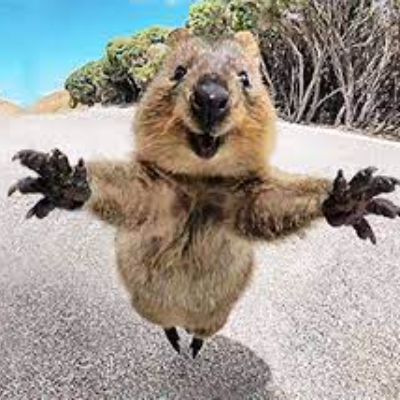 QuokkaCraft - Minecraft Modpacks - CurseForge