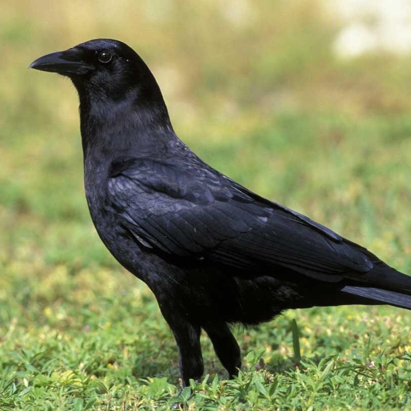 Crows_Craft_Smp4492 - Minecraft Modpacks - CurseForge