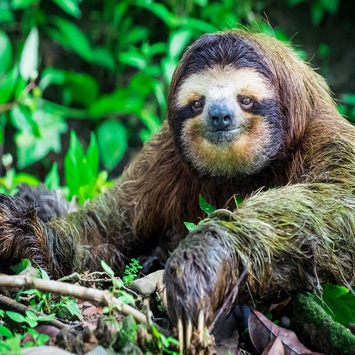 Sloths Techventure Pack - Minecraft Modpacks - CurseForge