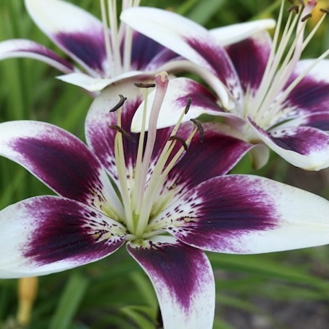 Lilies of the Valley - Minecraft Modpacks - CurseForge