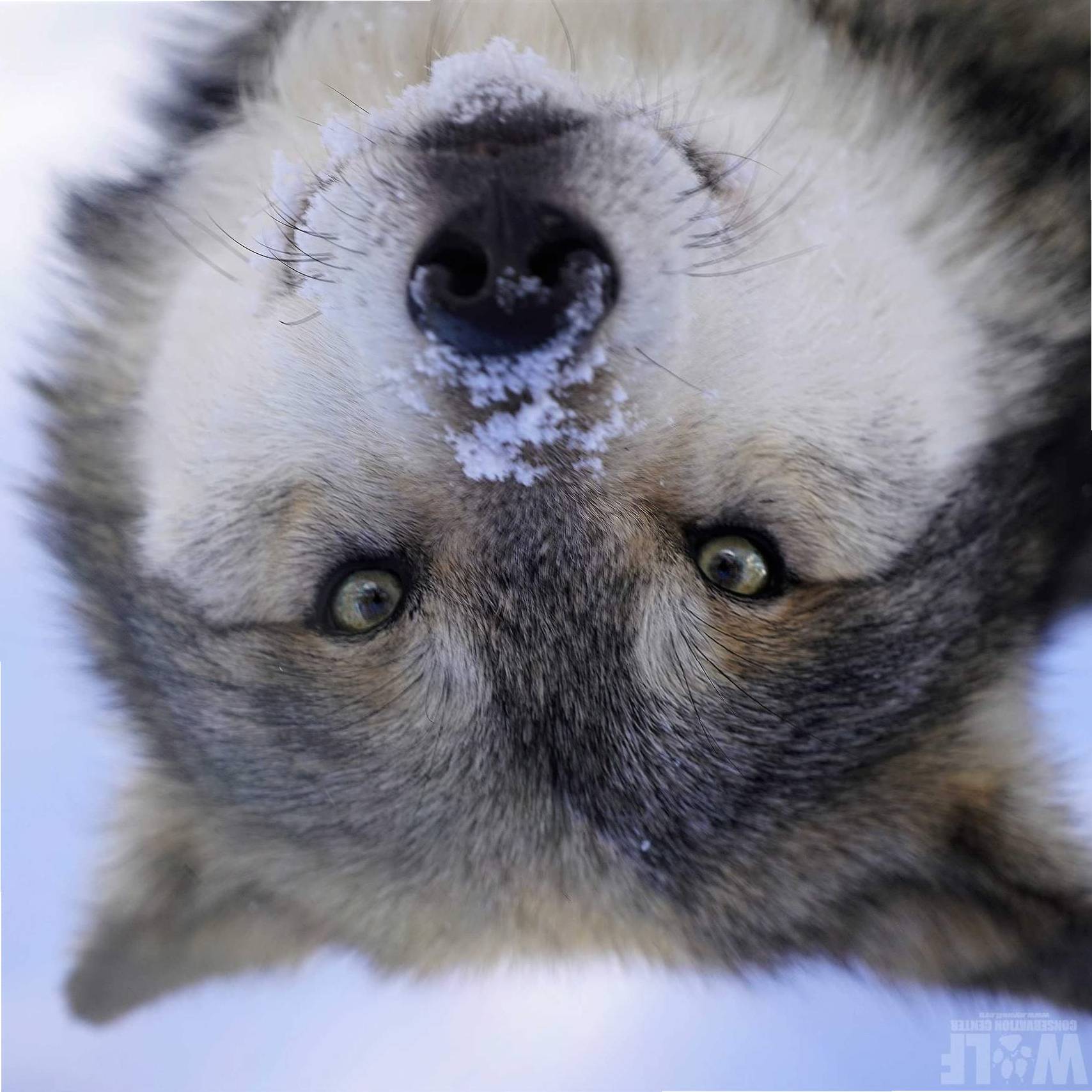 Gravity Origins - Minecraft Mods - CurseForge