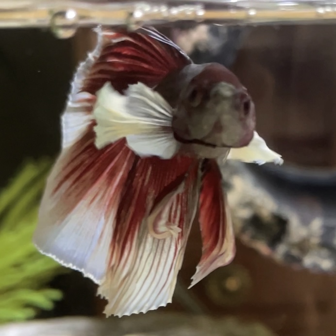 DragN’s Bettas & Aquatics! - Minecraft Mods - CurseForge