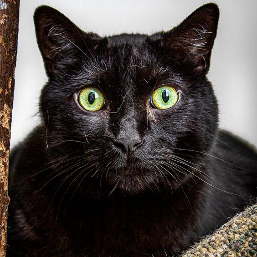 SLOTH'S RPG SMP - Minecraft Modpacks - CurseForge