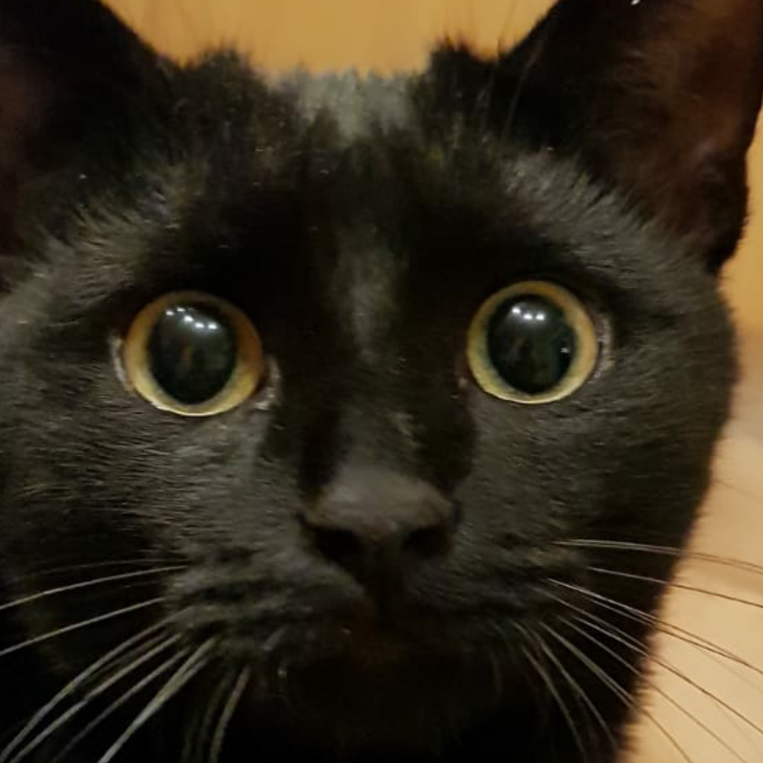 Create Amy - Minecraft Modpacks - CurseForge