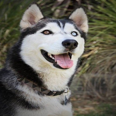 Huskies - Minecraft Resource Packs - CurseForge