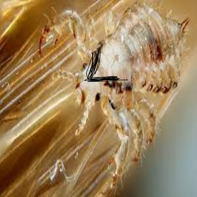 Temple's Parasitic Apocalypse - Minecraft Modpacks - CurseForge