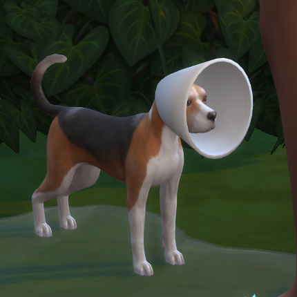Install Treat Sick Pet At Home - The Sims 4 Mods - CurseForge