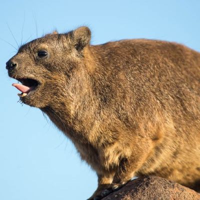 Klippschliefer - Files - Minecraft Modpacks - CurseForge