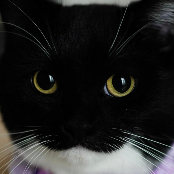 Silly Geese Gaming - Minecraft Modpacks - CurseForge