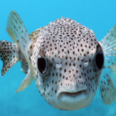 Beebit's Creation - Minecraft Modpacks - CurseForge