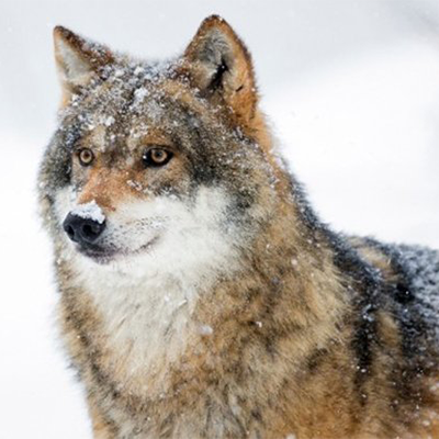 Download Werewolf Pack 1 - The Sims 4 Mods - CurseForge