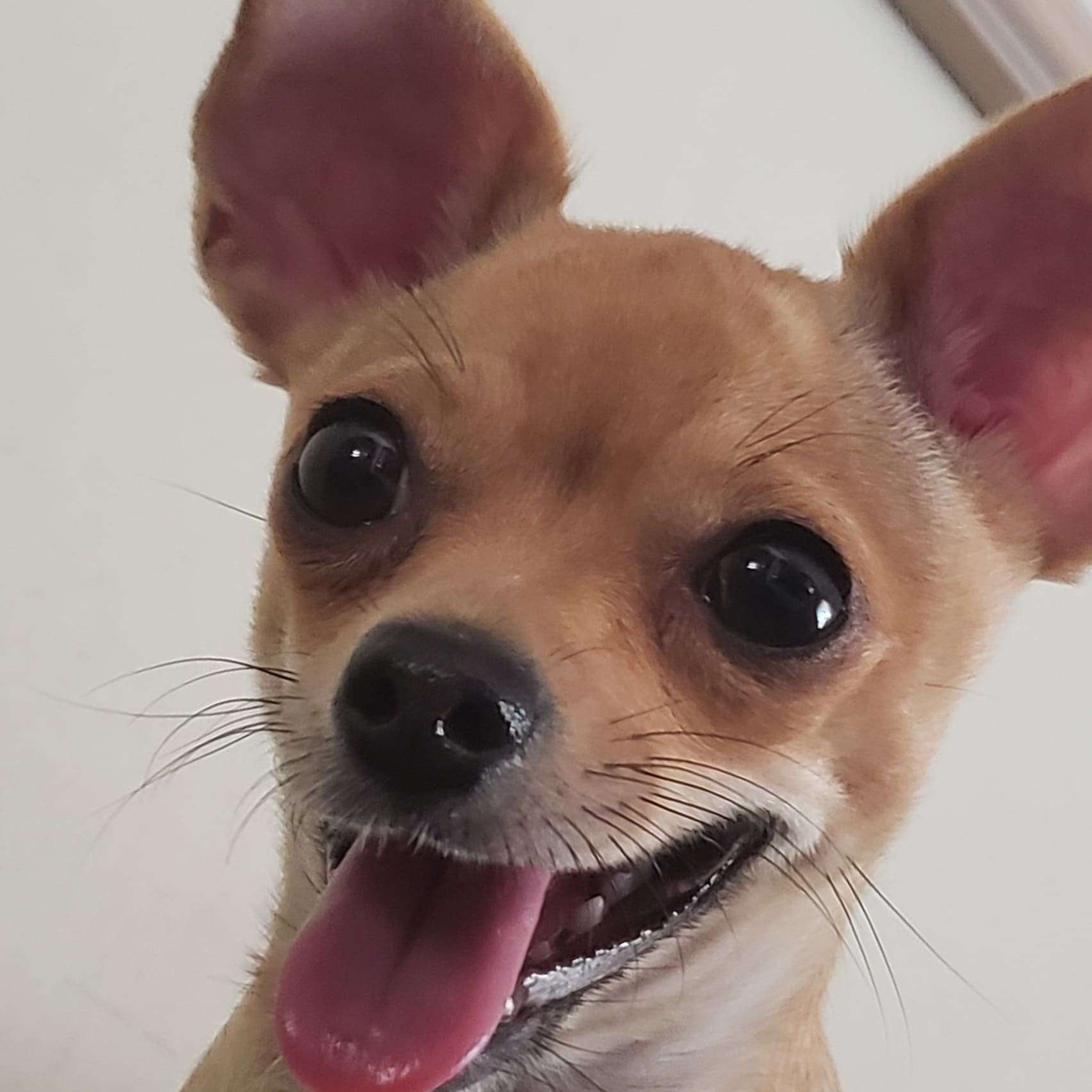 Bean Dog SMP - Minecraft Modpacks - CurseForge