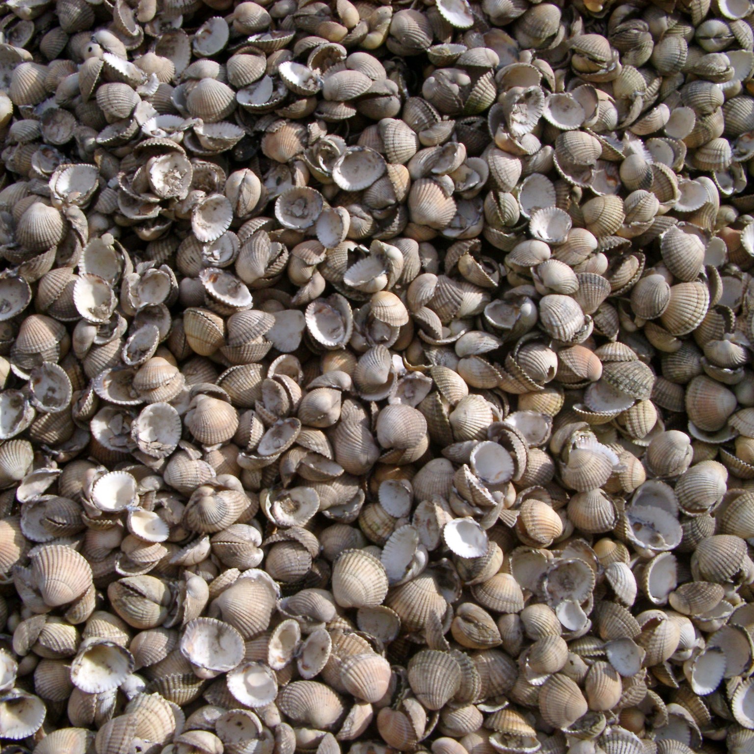 Seashell Crushing - Minecraft Data Packs - CurseForge