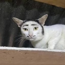 RoMania Pack - Minecraft Modpacks - CurseForge