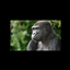 Gorrilla World - Minecraft Mods - CurseForge