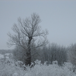 Harsh Wilderness - Minecraft Modpacks - CurseForge