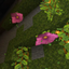 Craftable Spore Blossoms - Minecraft Mods - CurseForge