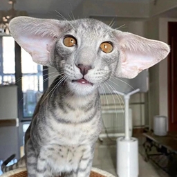 Cat's Gems - Minecraft Mods - CurseForge