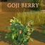 Goji Berry Farming by icemunmun Spanish translation - Gallery - The ...