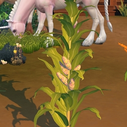 Harvestable Gem Corn by icemunmun Translation into Spanish - Files ...