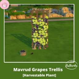 Trad FR Mavrud Trellis Balkanika - The Sims 4 Translations - CurseForge